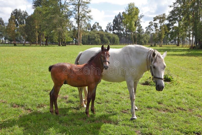 El caballo con el potro foto de archivo. Imagen de escena - 34822058