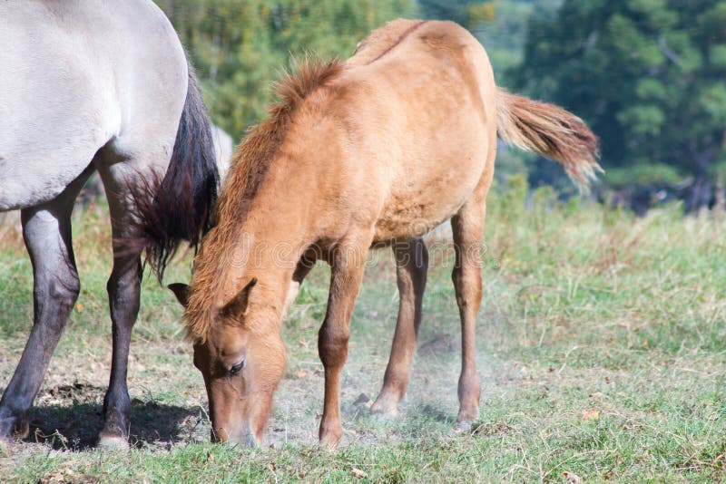 El caballo de Tarpan imagen de archivo. Imagen de pelo - 131014539