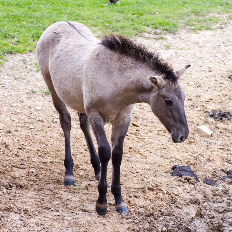 El caballo de Tarpan foto de archivo. Imagen de fauna - 131014760