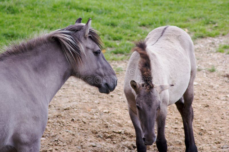 El caballo de Tarpan imagen de archivo. Imagen de prado - 131014791