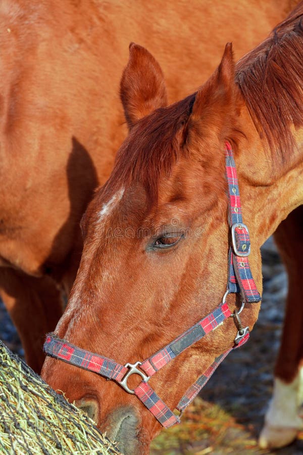 El Caballo En La Granja Come El Heno Foto de archivo - Imagen de ...