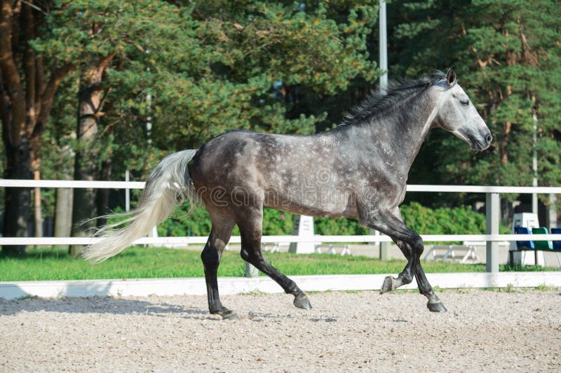 El Caballo Gris Corriente Adentro Maneja Foto de archivo - Imagen de ...