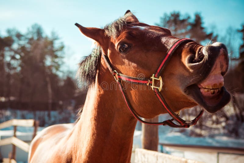 El Caballo Muestra Los Dientes Imagen de archivo - Imagen de granja ...