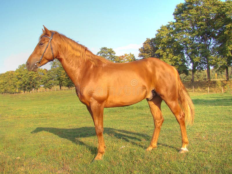 33,716 Caballo Pelirrojo Hermoso Fotos de stock - Fotos libres de ...