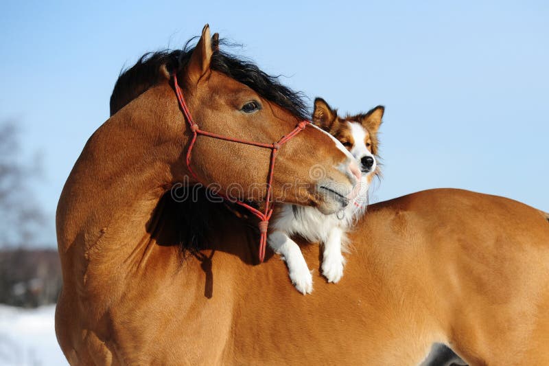 El Caballo Y El Perro Rojos Son Amigos Foto de archivo - Imagen de ...