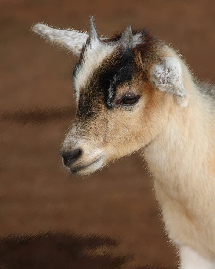 El cabrito foto de archivo. Imagen de doméstico, primer - 8046904