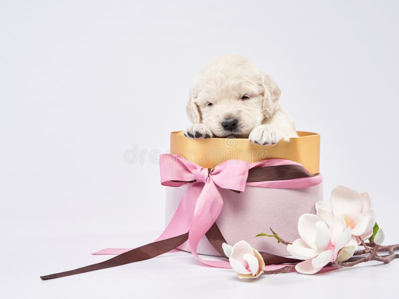 El Cachorro Duerme En Una Caja Rosa Perro Dulce Querido Recuperador Dorado En Blanco Foto De
