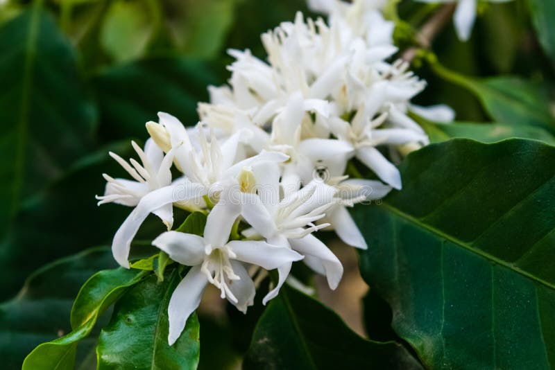 Flor Del Arbusto Del Café, Arabica Del Coffea Foto de archivo - Imagen ...