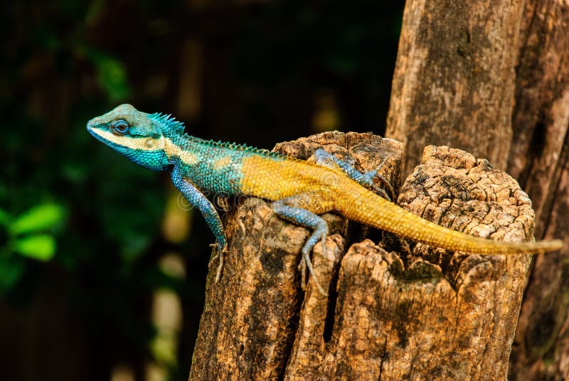 El camaleón azul imagen de archivo. Imagen de color, continuar - 33551865