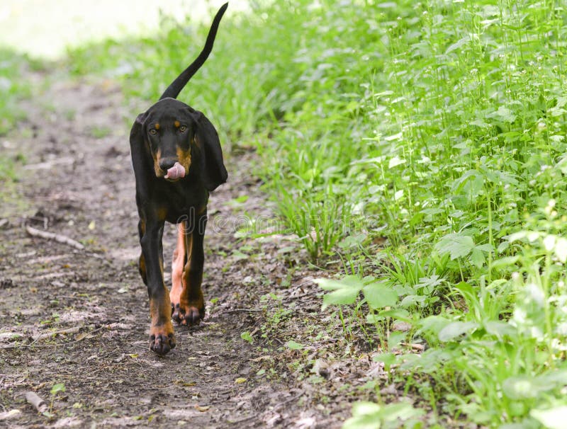 El caminar del perro foto de archivo. Imagen de canino - 52761862