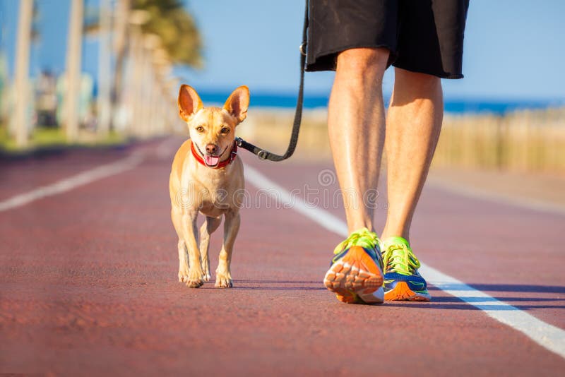 El Caminar Del Perro Y Del Dueño Foto de archivo - Imagen de activo ...