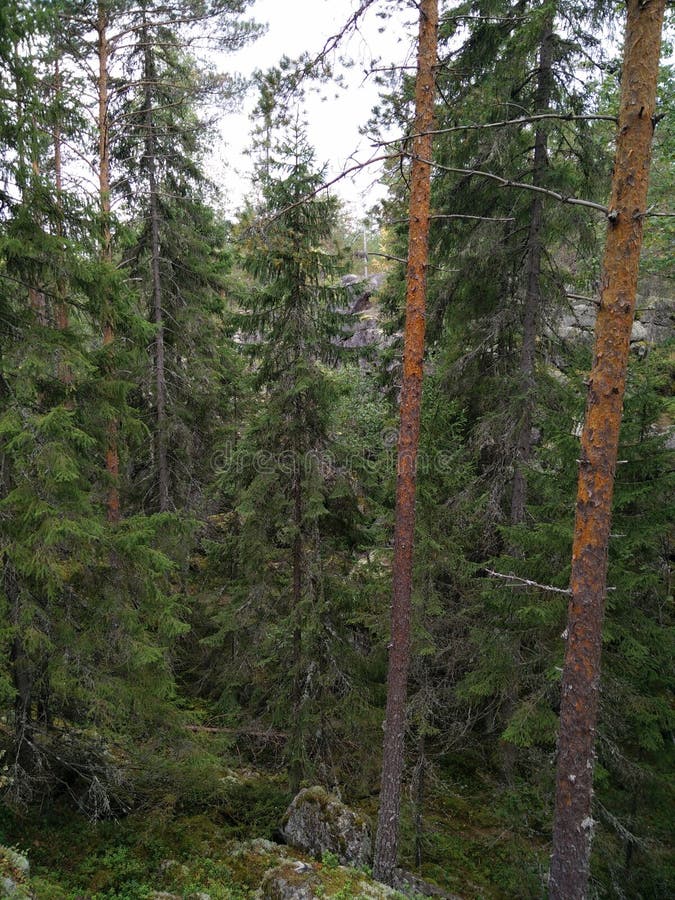 El Caminar En El Bosque En El Medio De Finlandia Foto de archivo ...