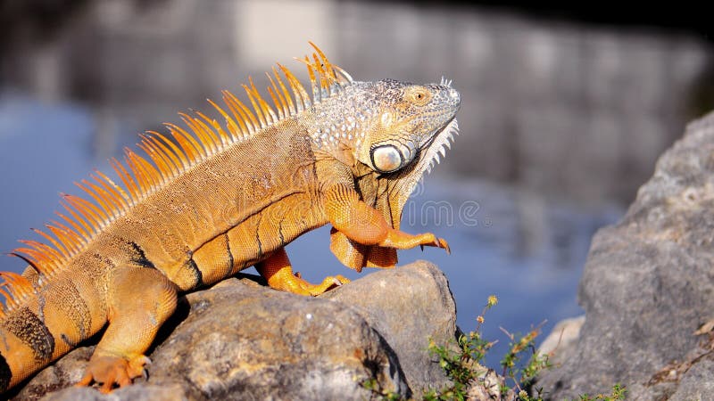 Primer De La Cabeza De La Iguana Para Arriba Que Muestra La Papada ...