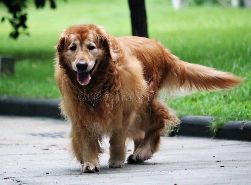 El Caminar Hermoso Del Perro Imagen de archivo - Imagen de feliz ...
