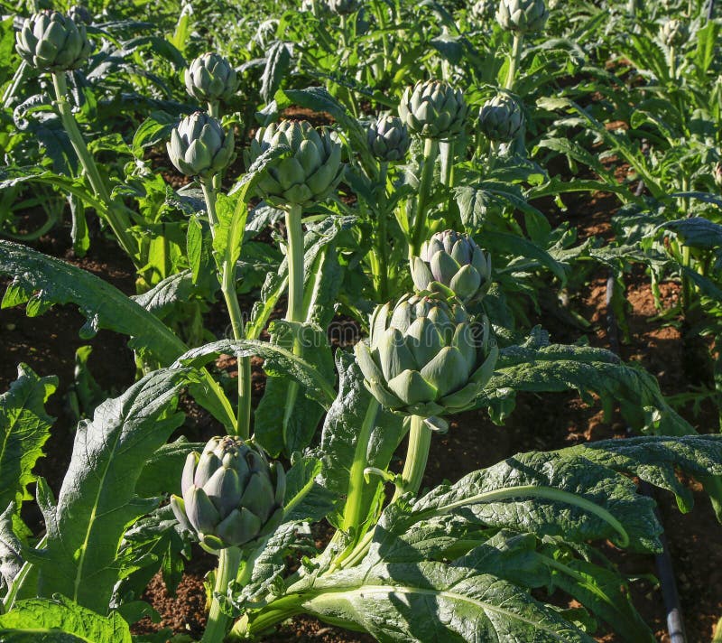 El Campo De La Planta De Alcachofas Crece Foto de archivo - Imagen de ...