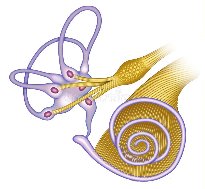 Disección de la cóclea stock de ilustración. Ilustración de ruido ...