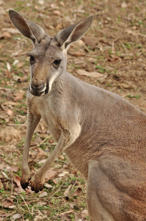 El Canguro Gris Occidental (fuliginosus Del Macropus) Foto de archivo ...