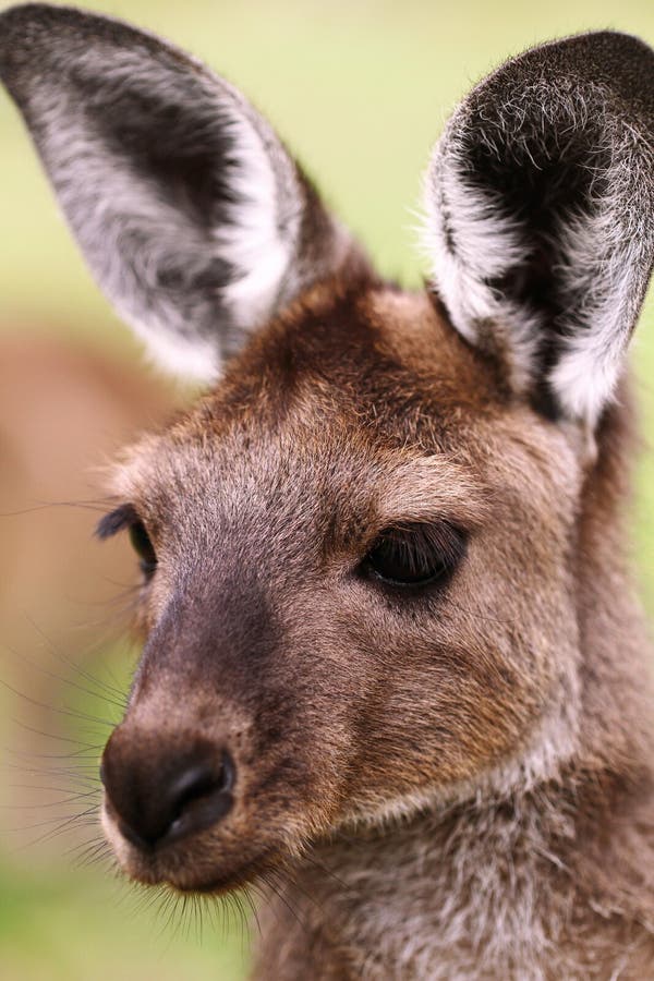 El Canguro Gris Occidental (fuliginosus Del Macropus) Foto de archivo ...