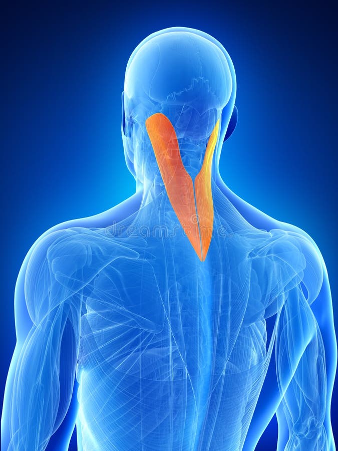 El capitis del esplenio stock de ilustración. Ilustración de biomédico ...