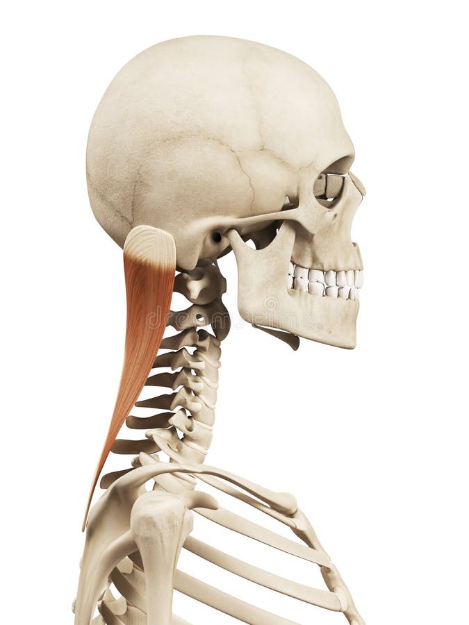 El capitis del esplenio stock de ilustración. Ilustración de biomédico ...