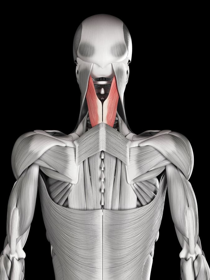 El capitis del esplenio stock de ilustración. Ilustración de biomédico ...
