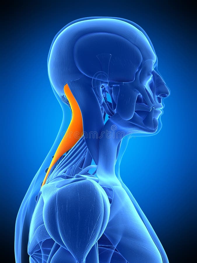 El capitis del esplenio stock de ilustración. Ilustración de ...