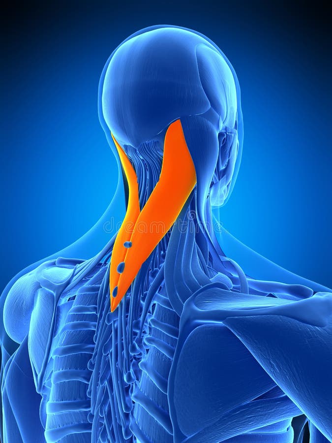 El capitis del esplenio stock de ilustración. Ilustración de ...