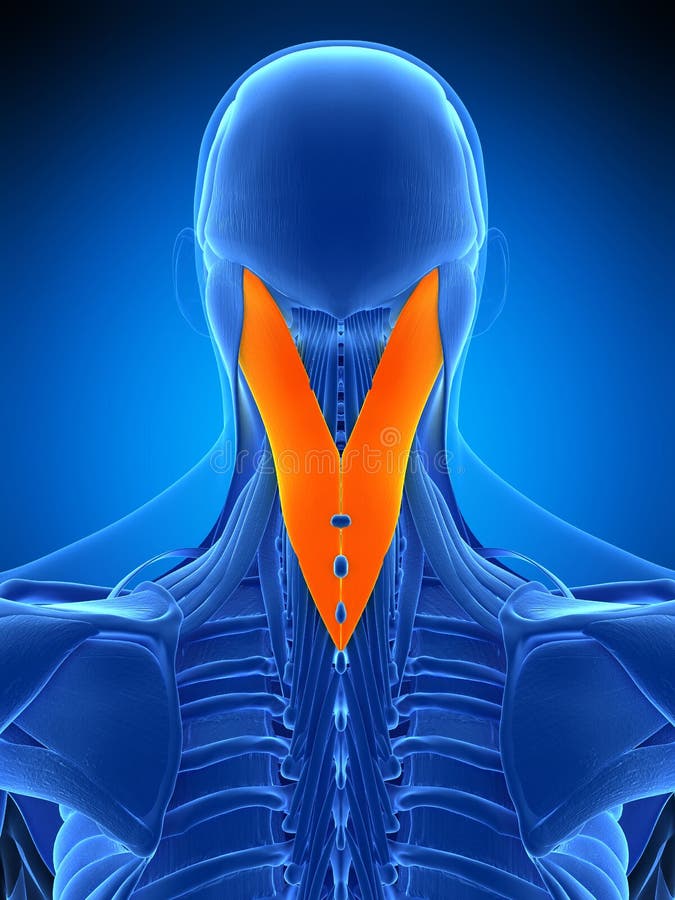 El capitis del esplenio stock de ilustración. Ilustración de ...