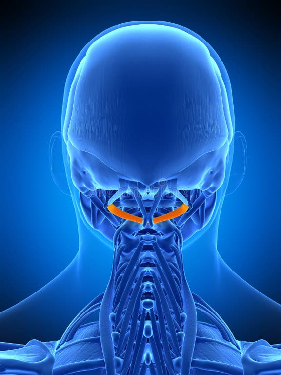 El Capitis Inferior Oblicuo Stock de ilustración - Ilustración de ...