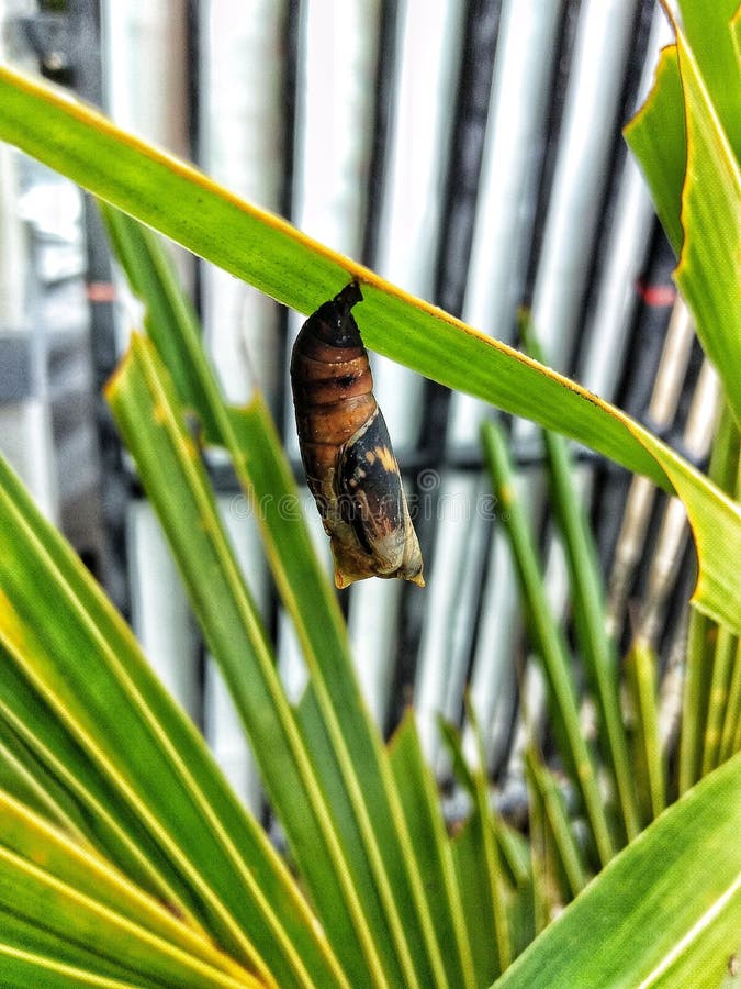 El Capullo Hermoso Se Convierte En Una Mariposa Imagen de archivo ...