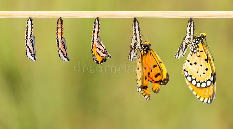 Capullo De La Mariposa En Costa Rica Imagen de archivo - Imagen de ...