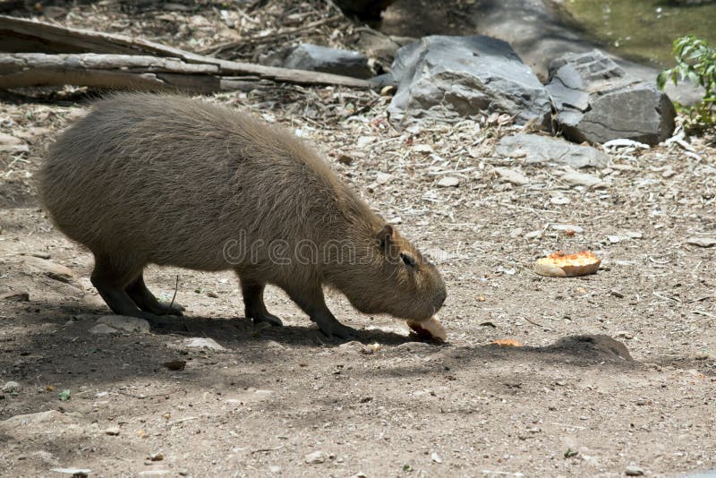 Hojas De Capibara Comiendo De Una Rama De árbol, Especie De Roedor Más ...