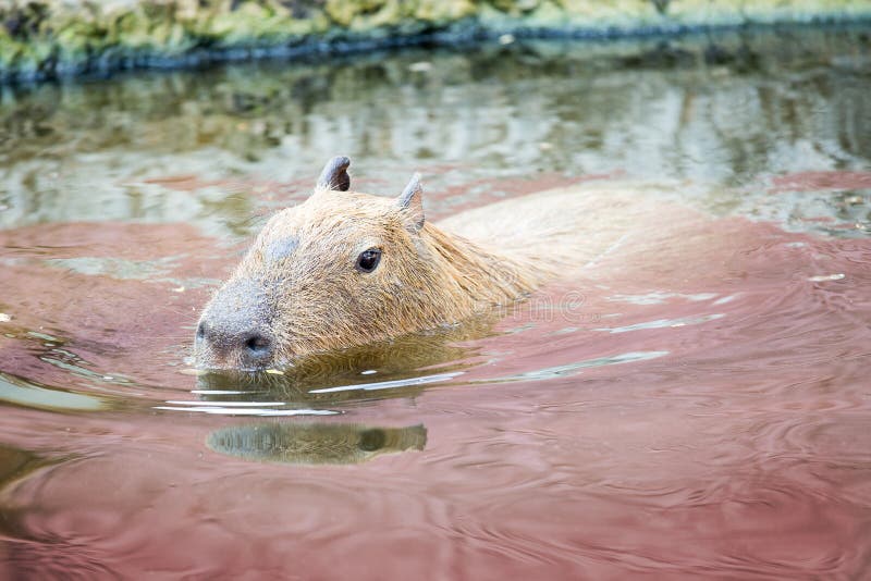 El Capybara es un roedor imagen de archivo. Imagen de grande - 112780259