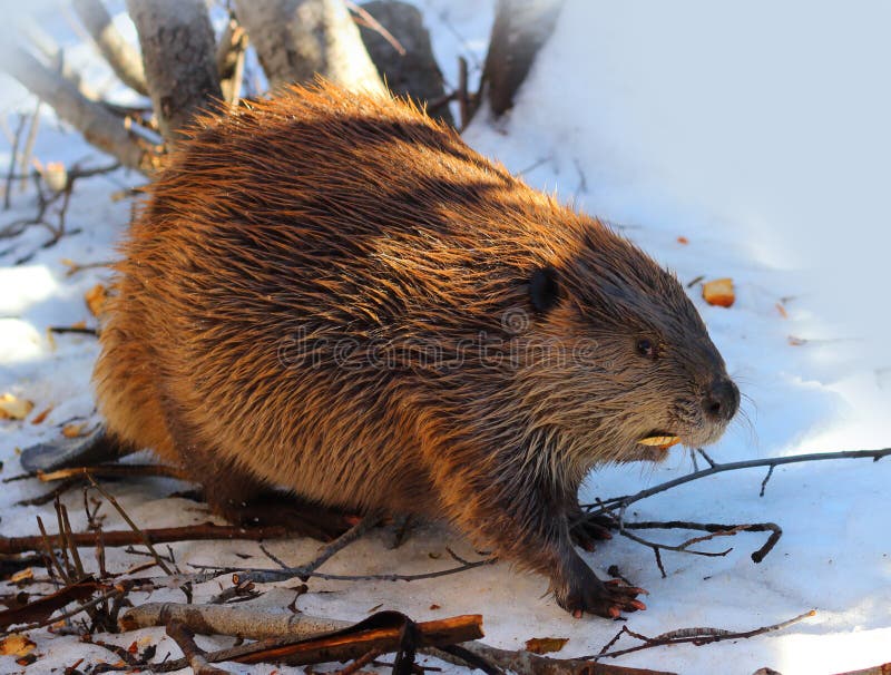 Castor norteamericano imagen de archivo. Imagen de norte - 36483481
