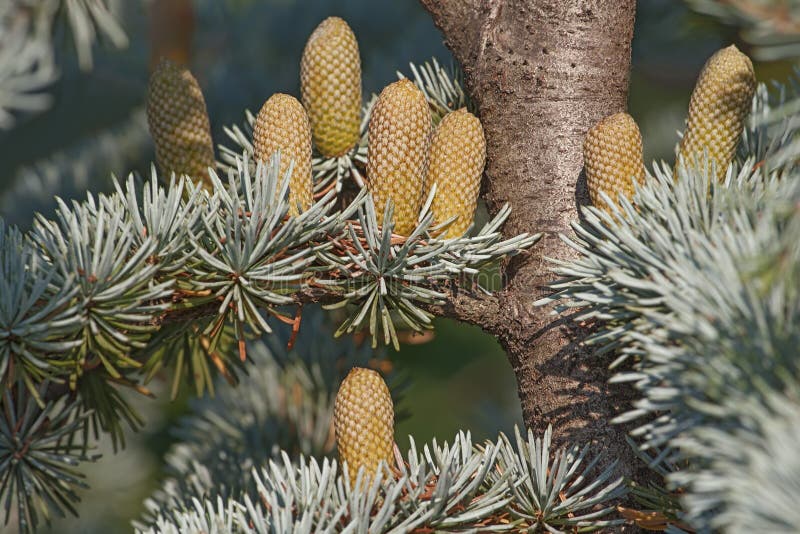 El Cedro Azul Ramifica Con Los Conos De La Fruta, ` De Glauca Del ` Del ...