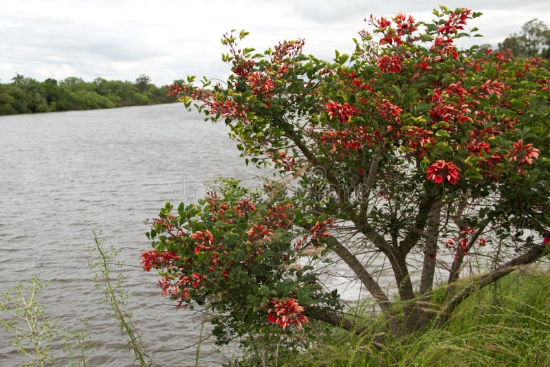 El Ceibo obraz stock. Obraz złożonej z rzeka, urugwaj - 35950365