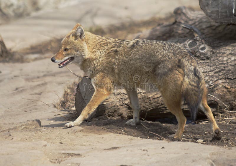 El chacal (perro salvaje) imagen de archivo. Imagen de capa - 72784499