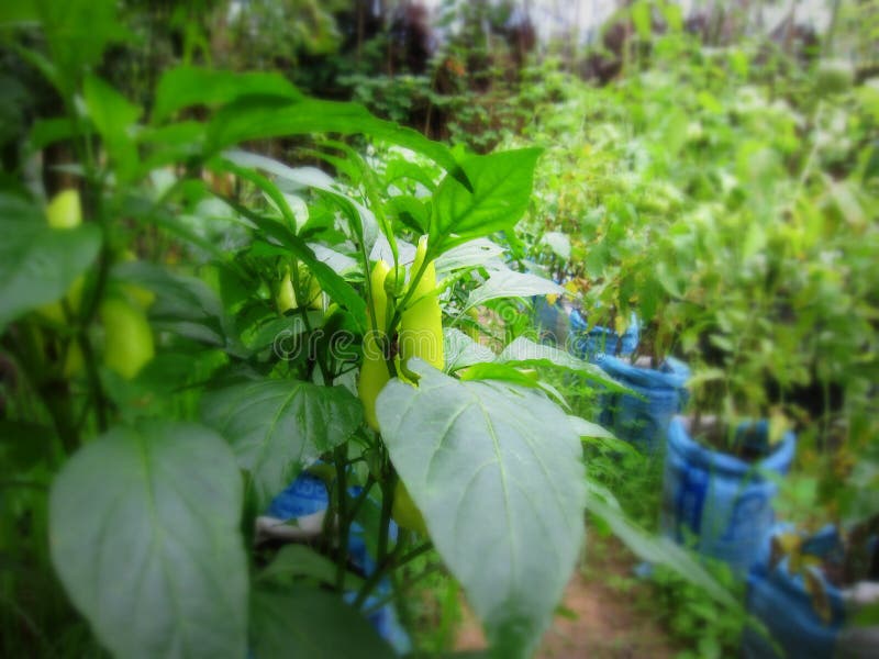 El chile planta el cultivo foto de archivo. Imagen de rural - 105402846