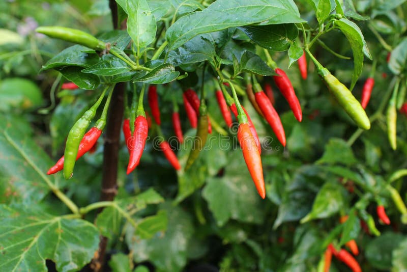 El Chile Rojo Da Fruto Maduro En árbol Foto de archivo - Imagen de hoja ...