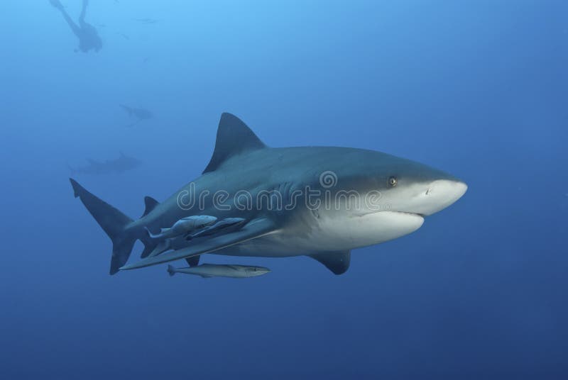 El Chumming foto de archivo. Imagen de pescados, agua - 23006536