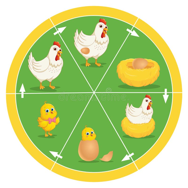Ciclo de vida de un pollo ilustración del vector. Ilustración de pollo ...