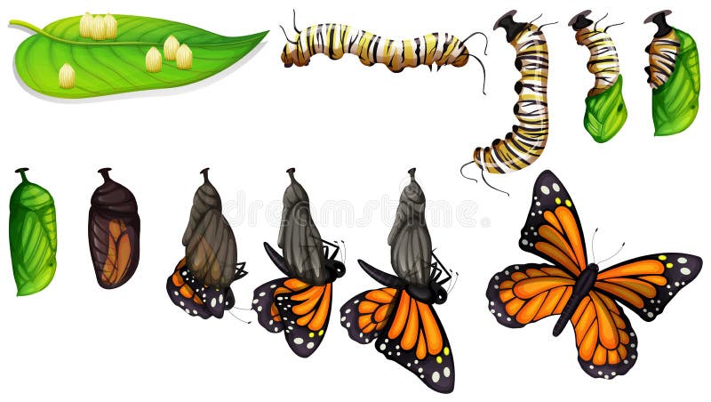 Ciclo De Vida De La Mariposa Mariposas Linea Del Tiempo Metamorfosis ...