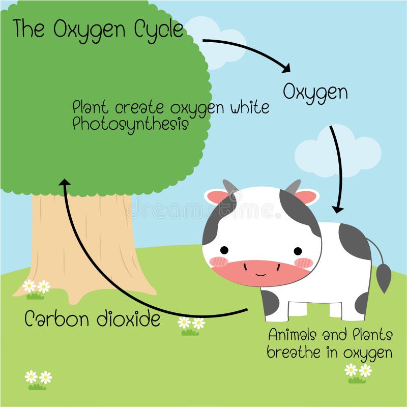 El Esquema Del Ciclo Del Oxígeno, Planos Diseña Ilustración del Vector ...