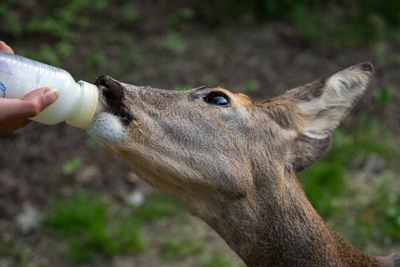 El Ciervo Lindo Bebe La Leche Imagen de archivo - Imagen de grande ...
