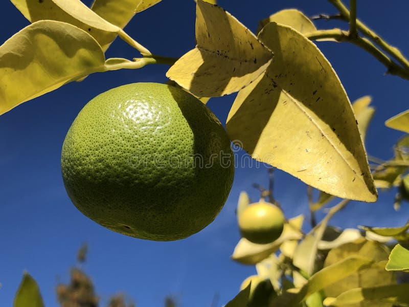 El Citrus Paradisi Adamsapfel Oder Paradiesapfel Foto de archivo ...