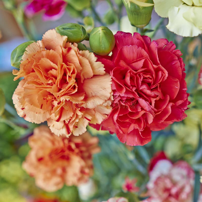 El Clavel Rojo Y Anaranjado Florece El Primer Foto de archivo - Imagen ...