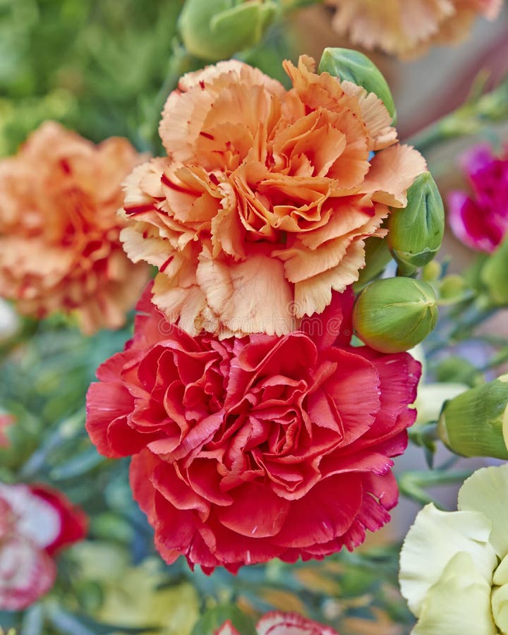El Clavel Rojo Y Anaranjado Florece El Primer Foto de archivo - Imagen ...