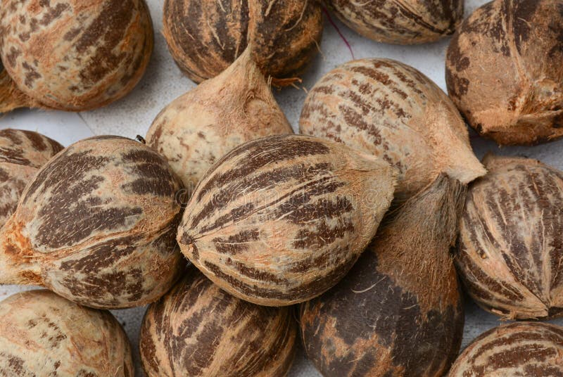 El Coco Da Fruto Para La Venta En Bali, Indonesia Imagen de archivo ...