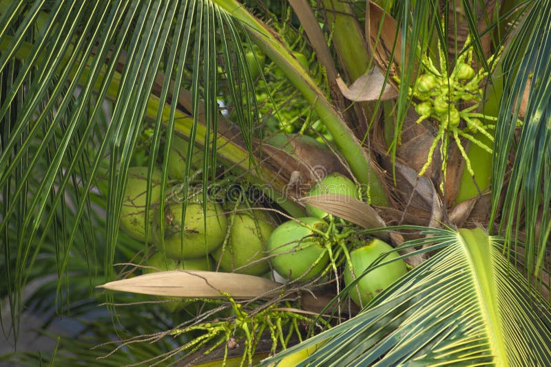 El Coco Verde Fresco En El Racimo De La Palmera Imagen de archivo ...