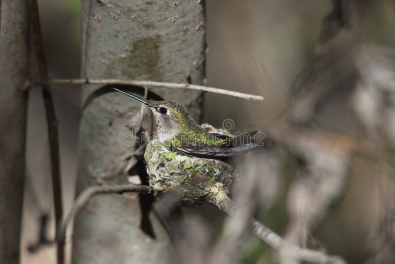 El Colibrí De Ana (Calypte Ana) Imagen de archivo - Imagen de sentada ...